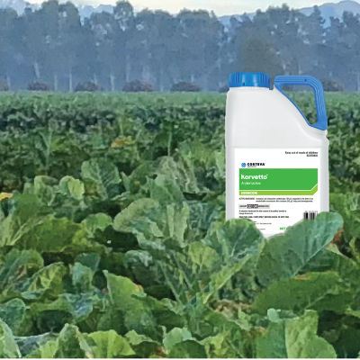 Forage Brassicas | Corteva Agriscience